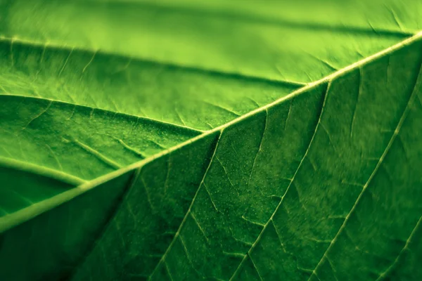 Cbd Pictures, Cbd Stock Photos & Images | Depositphotos®