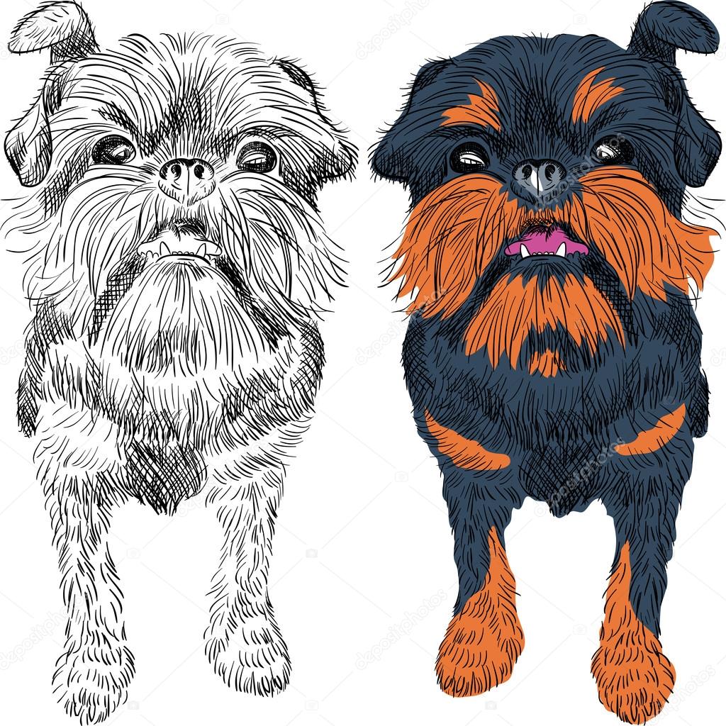 Vector sketch red dog Brussels Griffon breed Stock Vector Image by ...