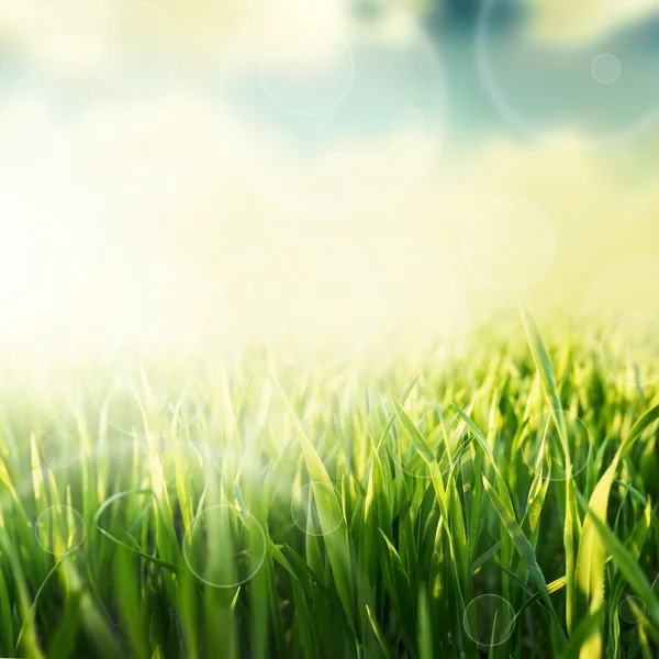 Grass Stock Photo by ©robertsrob 13570772