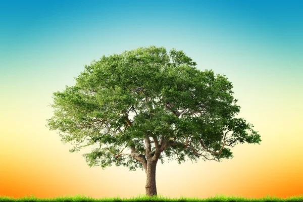 Summer Tree Images - Infoupdate.org