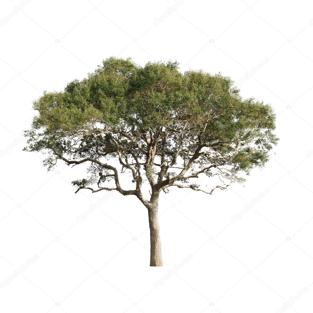 Single Green tree Stock Photo by ©robertsrob 68939047