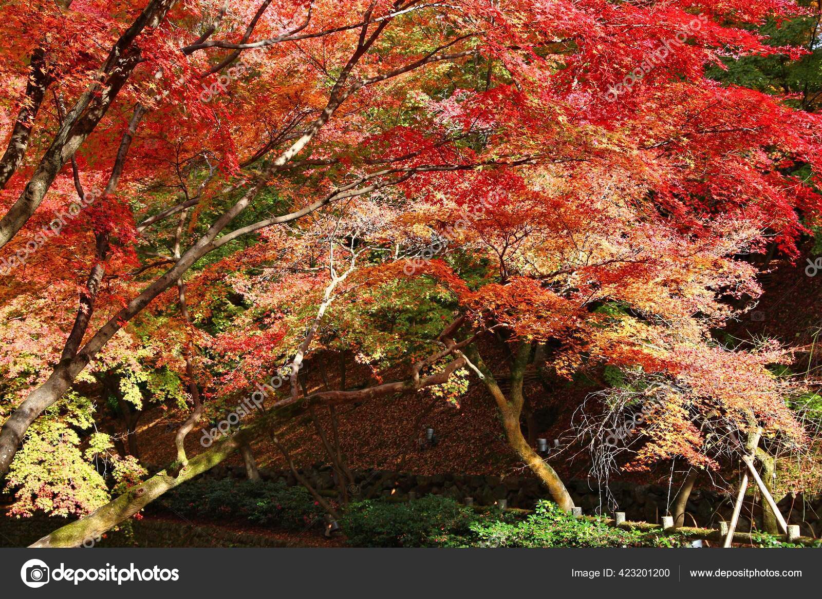 Momiji Tree