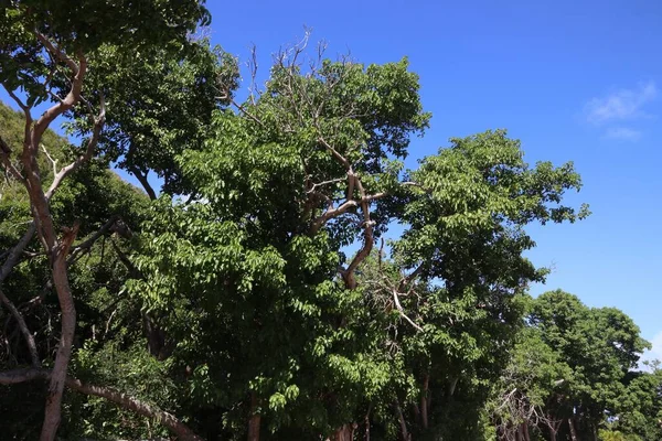 Manchineel Stock Photos, Royalty Free Manchineel Images | Depositphotos