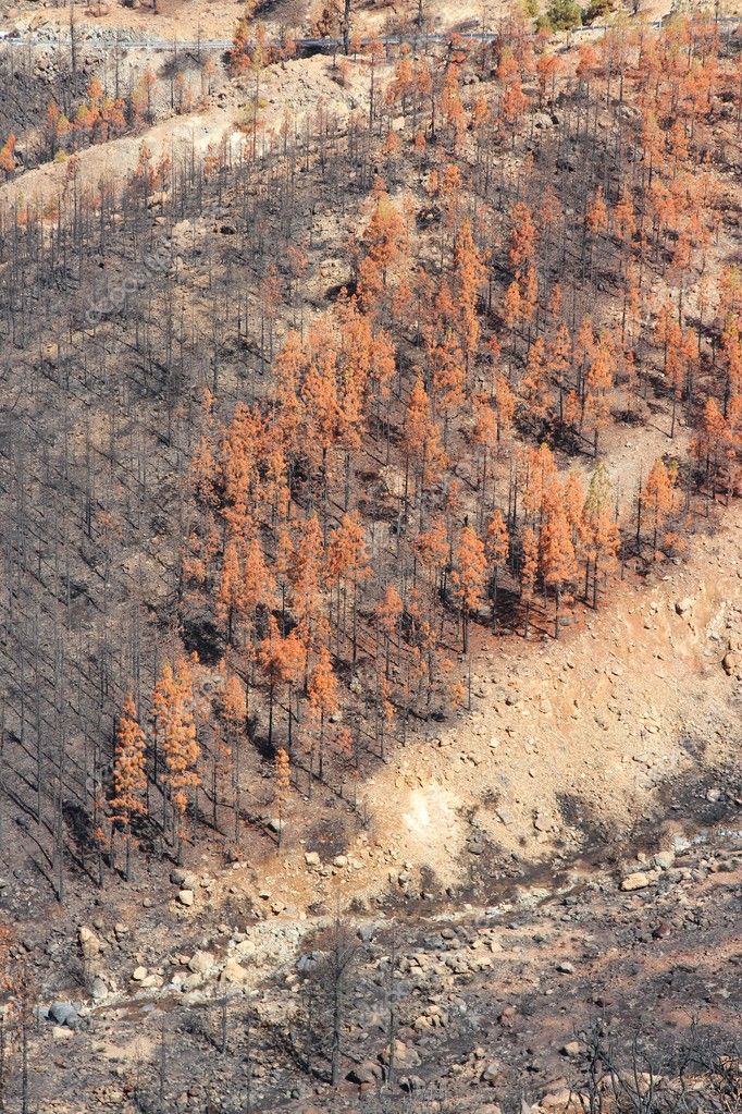 Forest destruction by fire — Stock Photo © tupungato #52999449