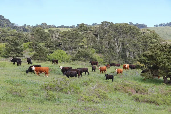 California cattle ranch Stock Photos, Royalty Free California cattle ...