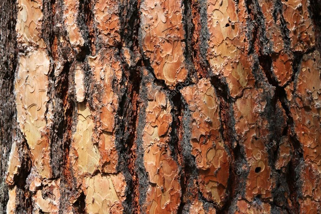 Bark background — Stock Photo © tupungato #65371949