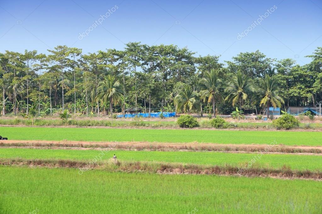 Thailand rice fields — Stock Photo © tupungato #72596385