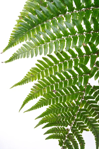 Leaf fern isolated on white background - Stock Image - Everypixel