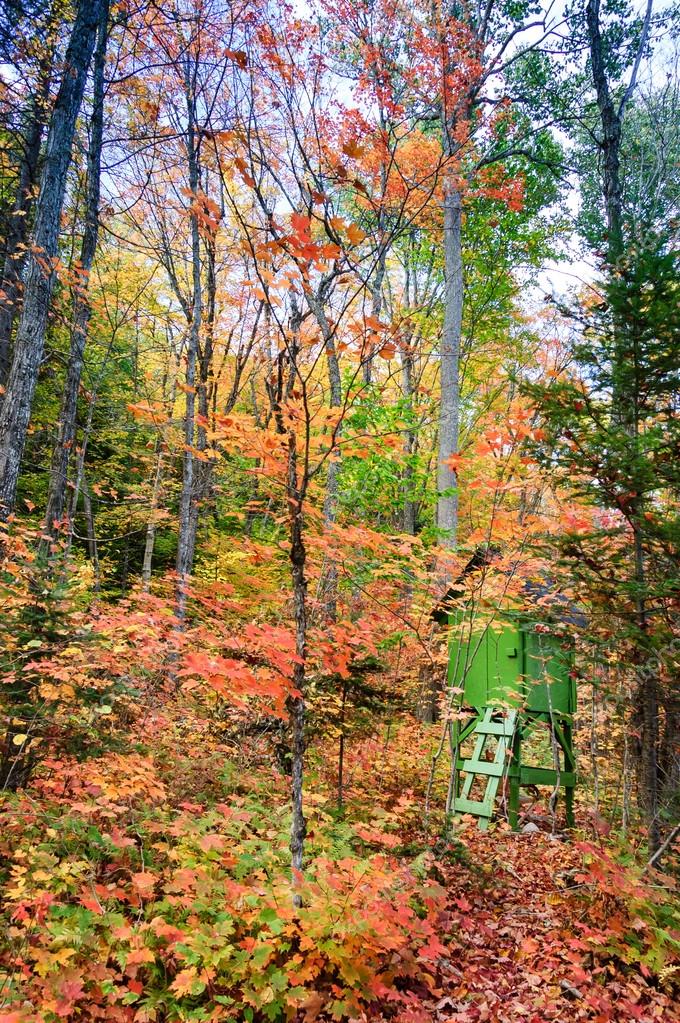 Green hunter shack at Autumn — Stock Photo © Pierdelune #53556341