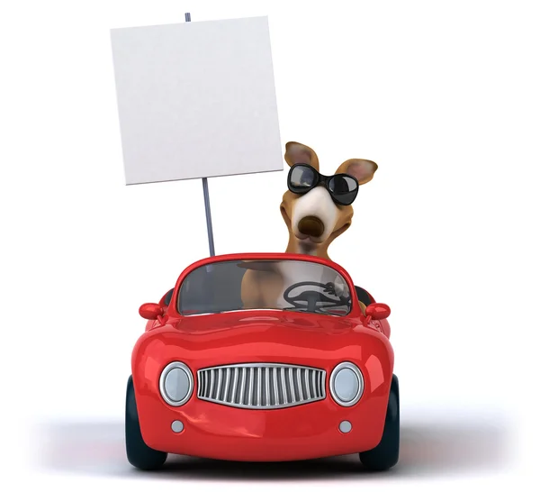 Fun kangaroo Stock Photos, Royalty Free Fun kangaroo Images | Depositphotos