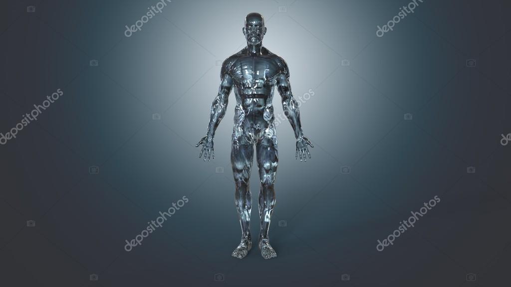 Human body anatomical concept — Stock Photo © julos #94599778