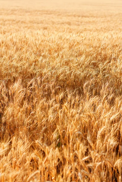 Wheat field with fully ripe wheat. Outdoors - Stock Image - Everypixel