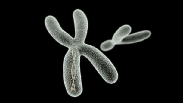 X chromosome with DNA helix inside and Y on the black background ...