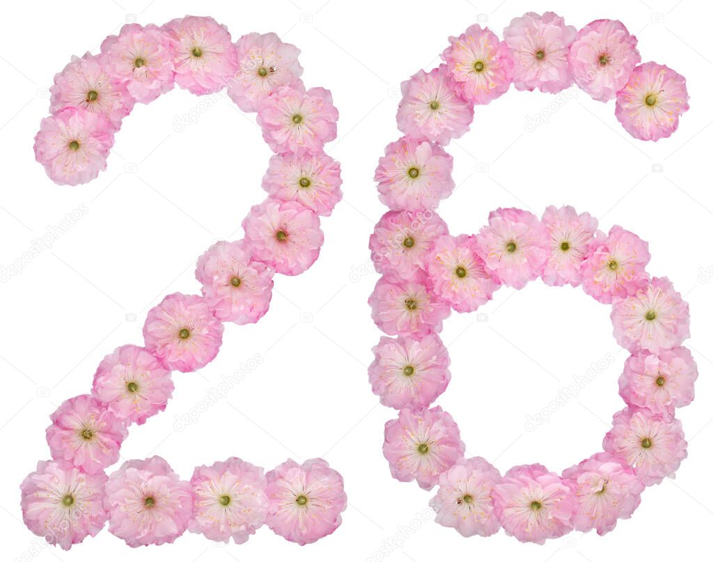 Numeral 26, veintiséis, de flores rosadas naturales de almendro ...