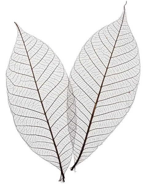Three Skeletonized Leaves Isolated White Background Stock Photo by ...