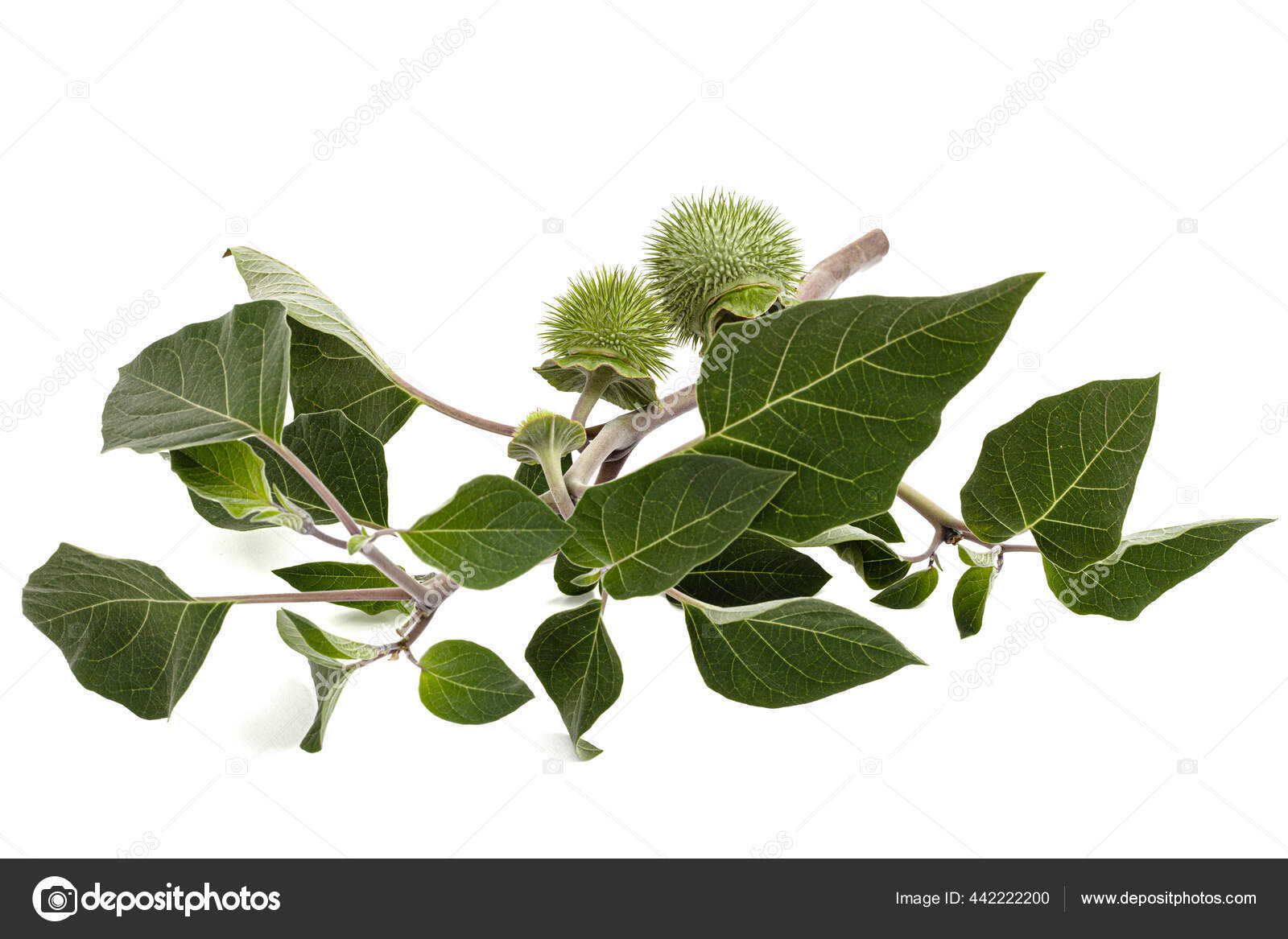 Branch Datura Fruit Spiny Capsule Seeds Jimsonweed Dope Stramonium ...