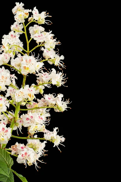 Escopolamina fotos de stock, imágenes de Escopolamina sin royalties ...