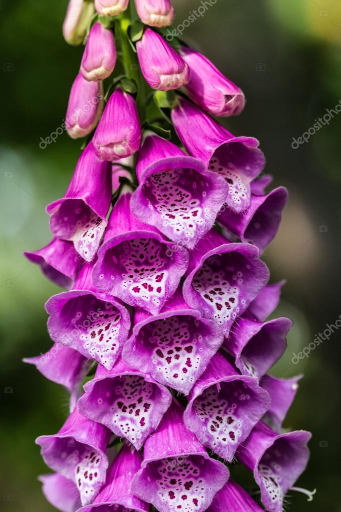 Digitale fleur, lat. digitalis purpurea — Photographie kostyuchenko ...