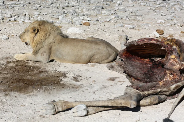 A lion with a corpse Stock Photos, Royalty Free A lion with a corpse ...