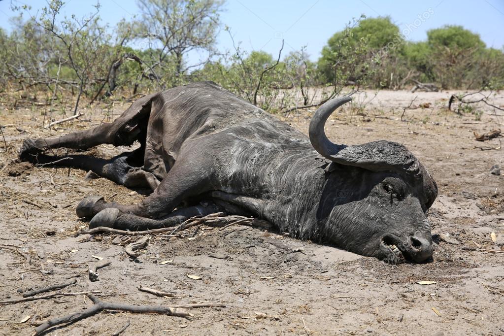 Dead Buffalo ⬇ Stock Photo, Image by © Benri185 #78266714