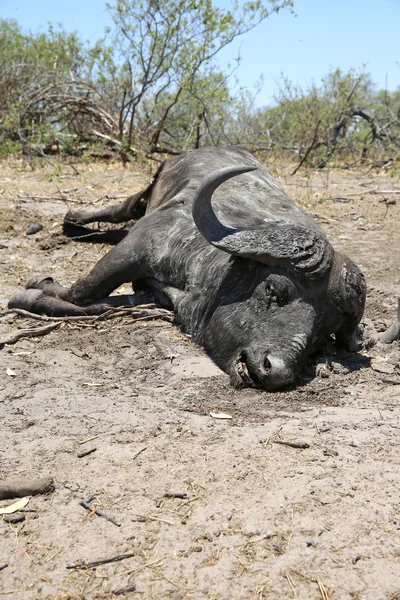 Dead Buffalo ⬇ Stock Photo, Image by © Benri185 #78266714