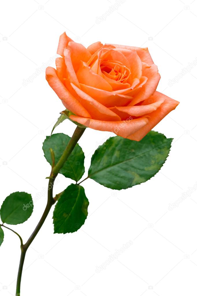 Single Orange Rose