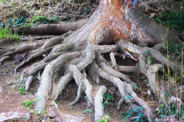 Tree roots strength Stock Photos, Royalty Free Tree roots strength ...