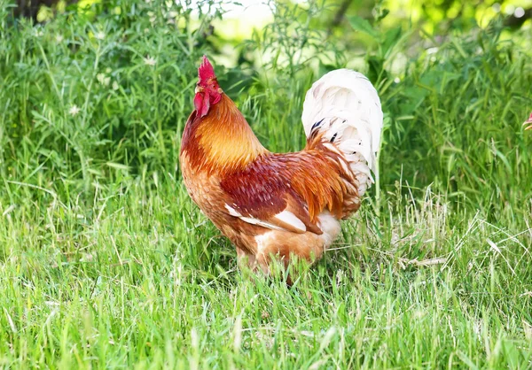 Big red rooster and chicken on a free-range farm Stock Photo by ©bozhdb ...