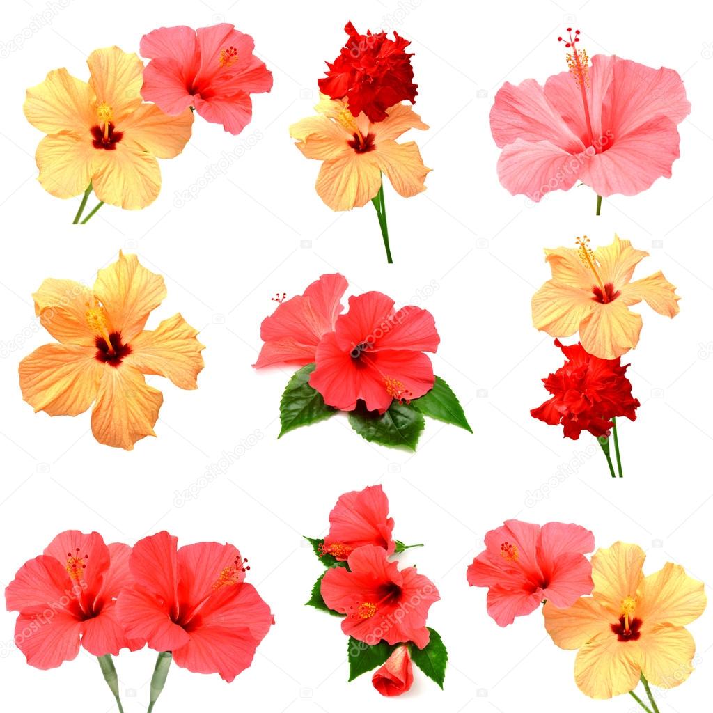 Collection of colored hibiscus with leaves Stock Photo by ©Ian_2010 ...