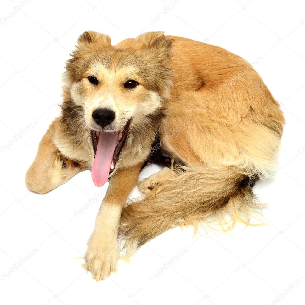 Gru idos y ladridos de perro en blanco 2024