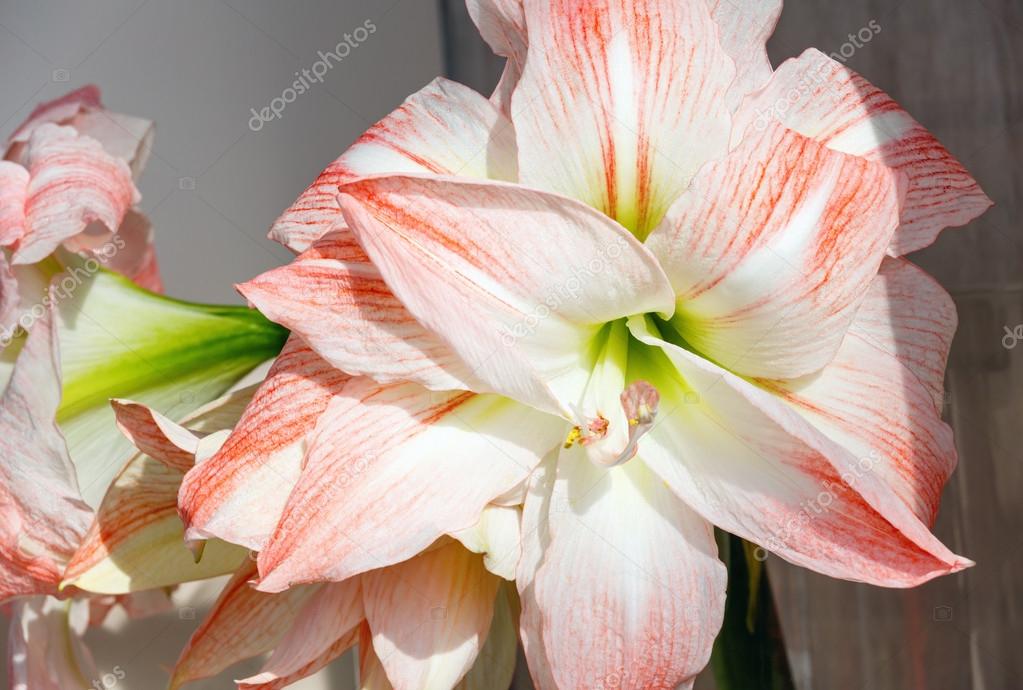 Pink Amaryllis flowers Stock Photo by ©wildman 60905741