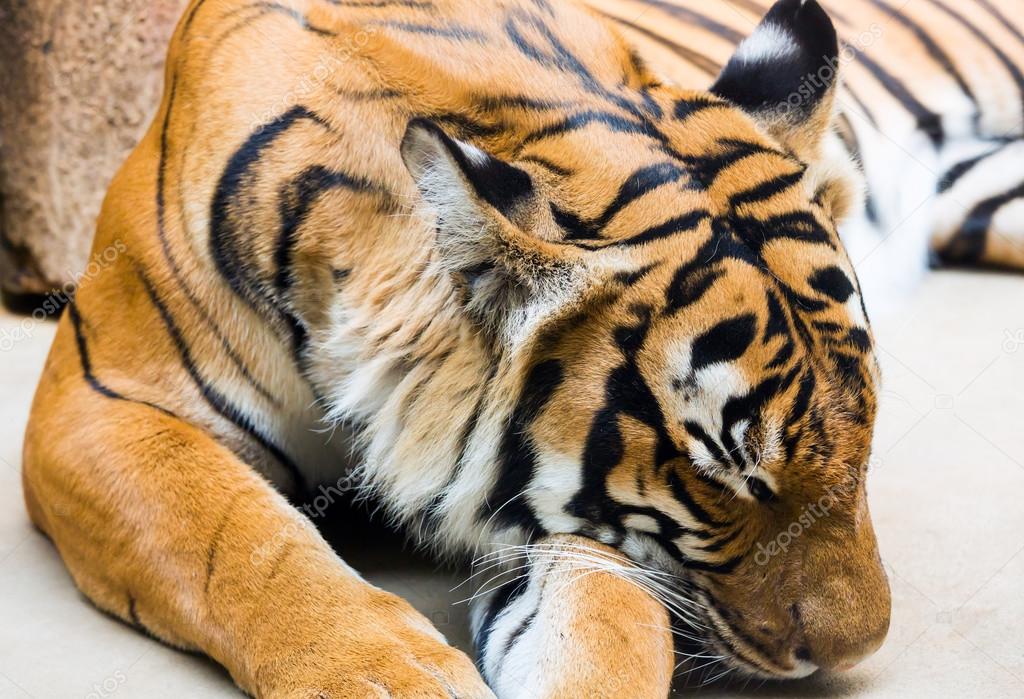 Sleeping tiger Stock Photo by ©wildman 70506411