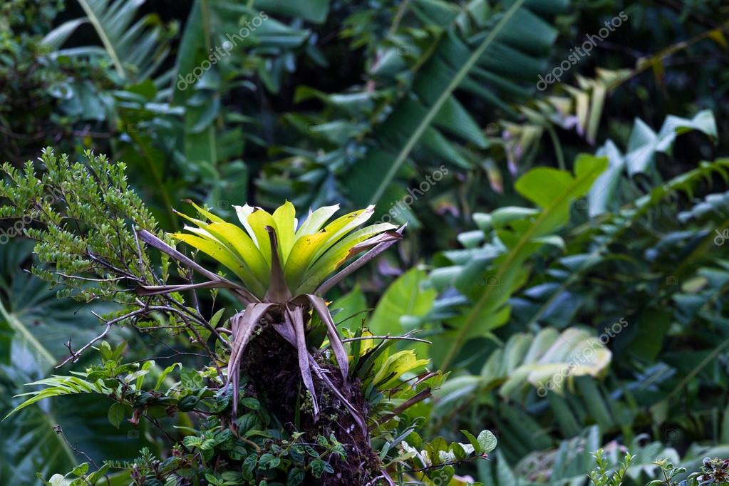 Plantas Y árboles De La Selva