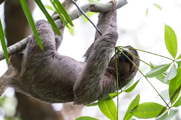 three toed sloth in Costa Rica - Stock Image - Everypixel