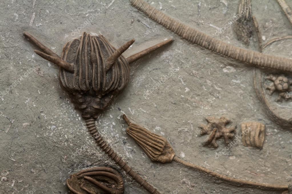 Sea shell fossils Stock Photo by ©wollertz 53546757