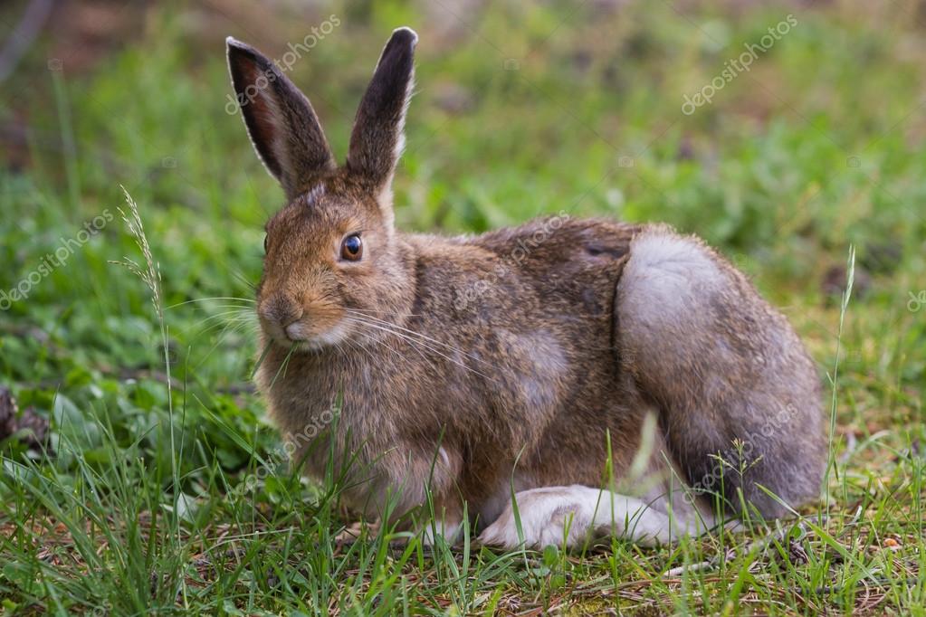 Wild hare — Stock Photo © wollertz #53627019