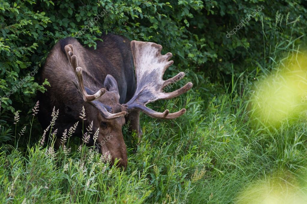 Male moose — Stock Photo © wollertz #54477521