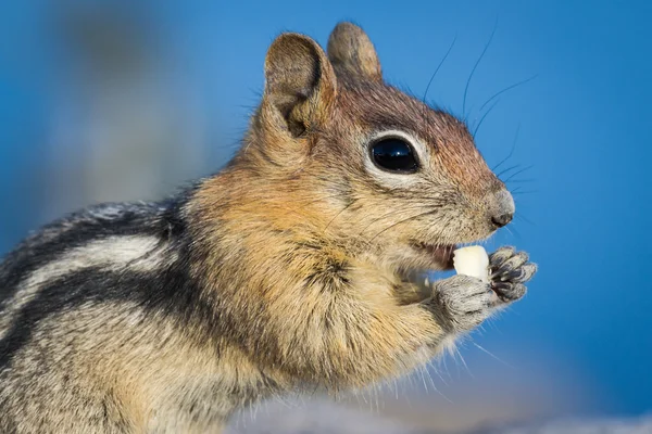 Chipmunk up close Stock Photos, Royalty Free Chipmunk up close Images ...