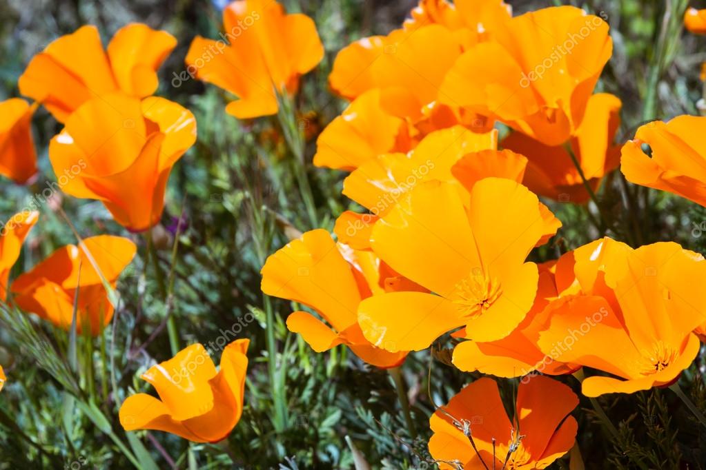 California Poppy close up — Stock Photo © wollertz #70420939