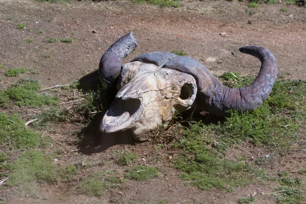 Dead buffalo Stock Photos, Royalty Free Dead buffalo Images ...