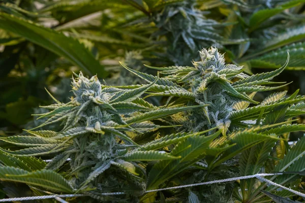 Marijuana plant — Stock Photo © wollertz #71267299