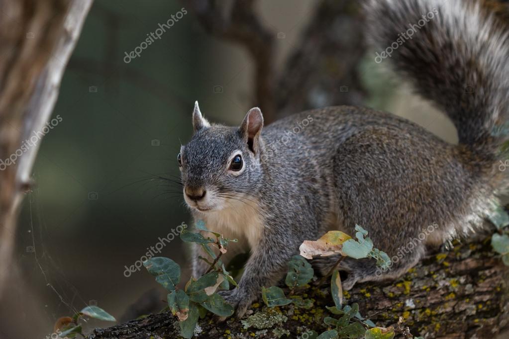 Western Gray Squirrel Range