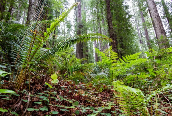 Prehistoric forest Pictures, Prehistoric forest Stock Photos & Images ...