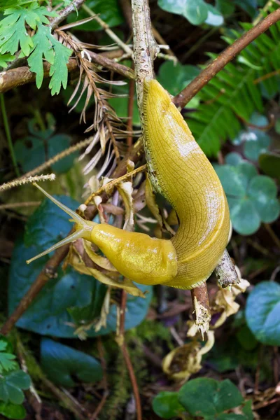 ᐈ Banana slug stock pictures, Royalty Free a banana slug images ...