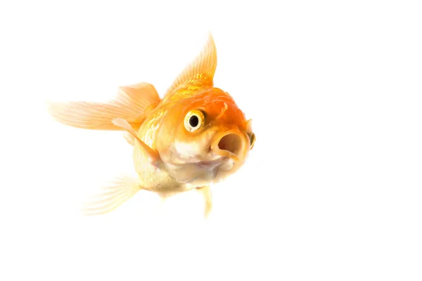 Scared fish Stock Photos, Royalty Free Scared fish Images | Depositphotos