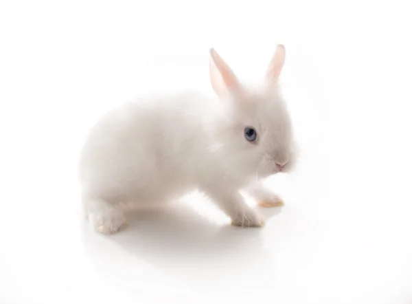 White rabbit isolated on white background — Stock Photo © artjazz #9581541