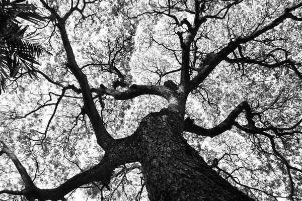 Beautiful shape of large Samanea saman trees and pattern of branch in ...