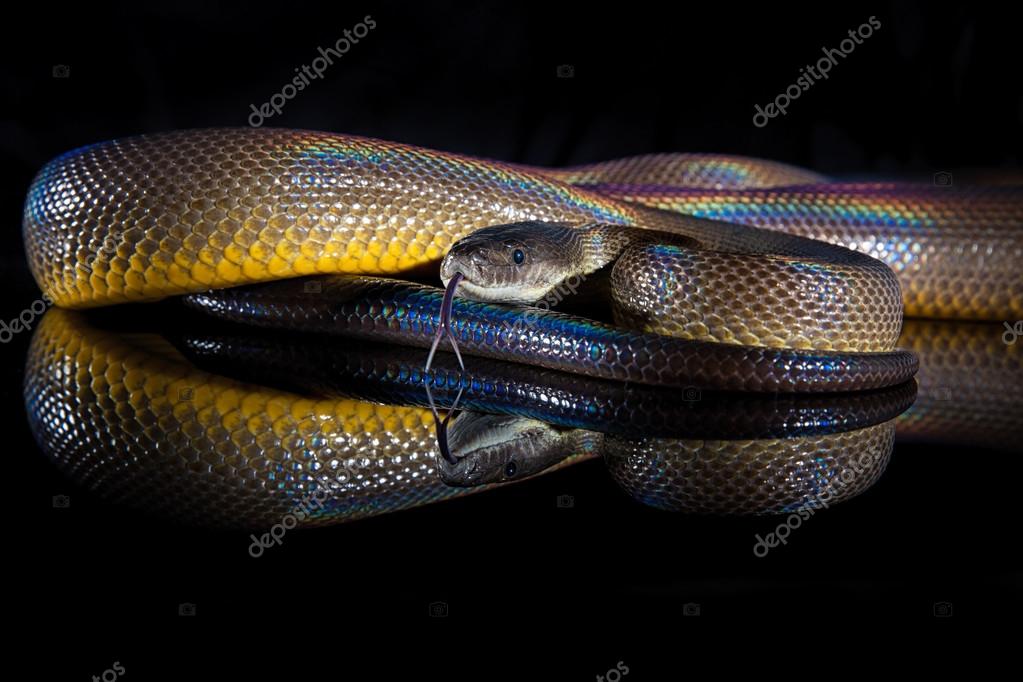 Albino Colombian Rainbow Boa For Sale Snakes At Sunset, 48% OFF