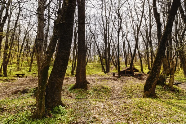 resting place in the woods spring - Stock Image - Everypixel