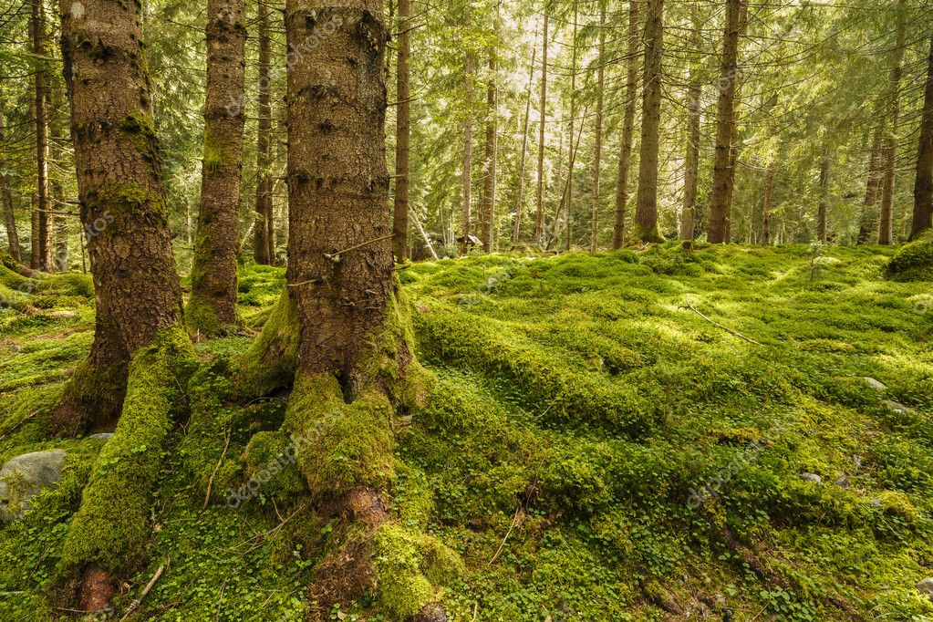 A pine forest with trees full of muscles — Stock Photo © czamfir #122654144